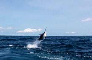 The Different Species of Marlin and Where to Find Them