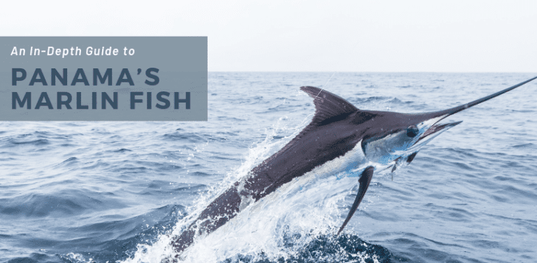 An In-Depth Guide to Panama’s Marlin Fish