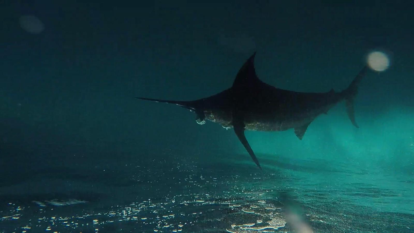 How Does the Weather Affect Fishing?