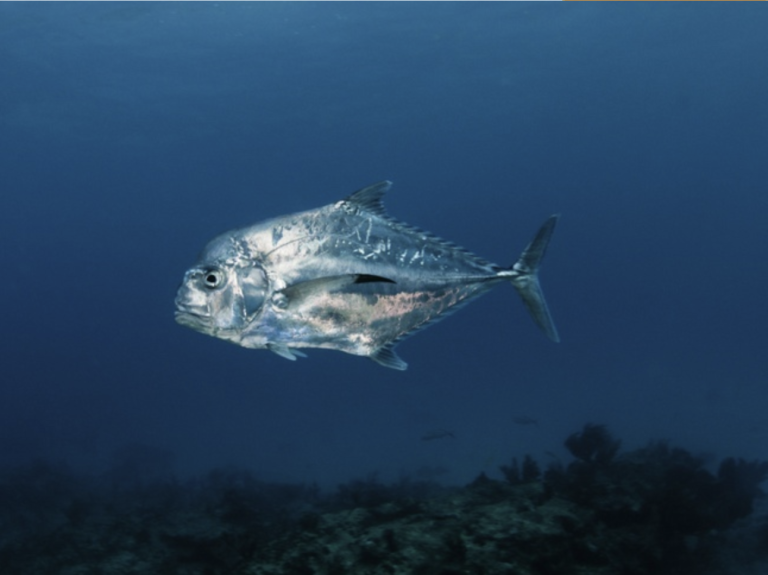 African Pompano - Species Guide, Taste and Where to Find Them