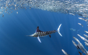 The Different Species of Marlin and Where to Find Them