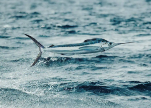 The Different Species of Marlin and Where to Find Them