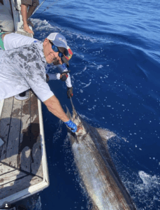 The Different Species of Marlin and Where to Find Them