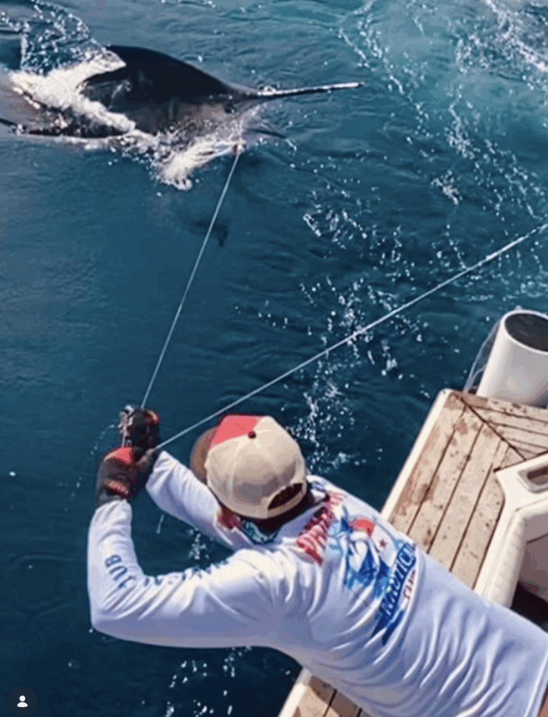 The Different Species of Marlin and Where to Find Them